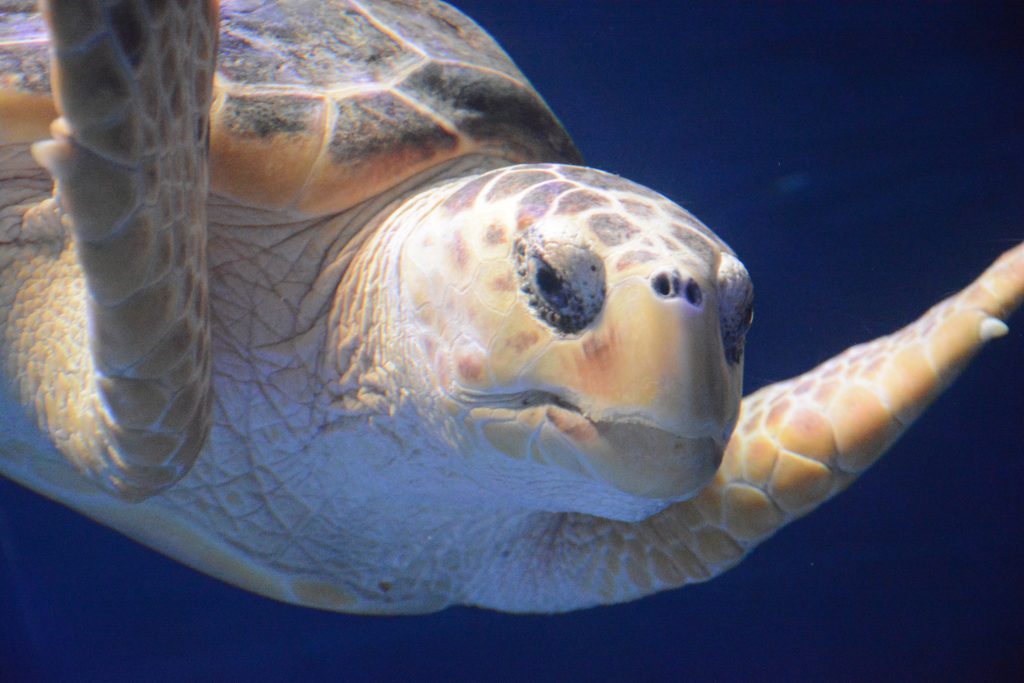 5 Weirdest Sea Creatures You’ll See at the Birch Aquarium - LaJolla.com