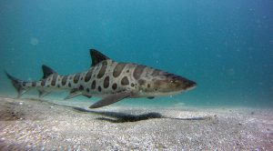 Leopard Sharks Visit The Shores of La Jolla | LaJolla.com