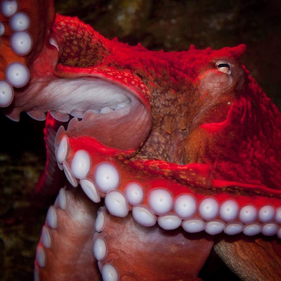 5 Weirdest Sea Creatures You’ll See at the Birch Aquarium - LaJolla.com