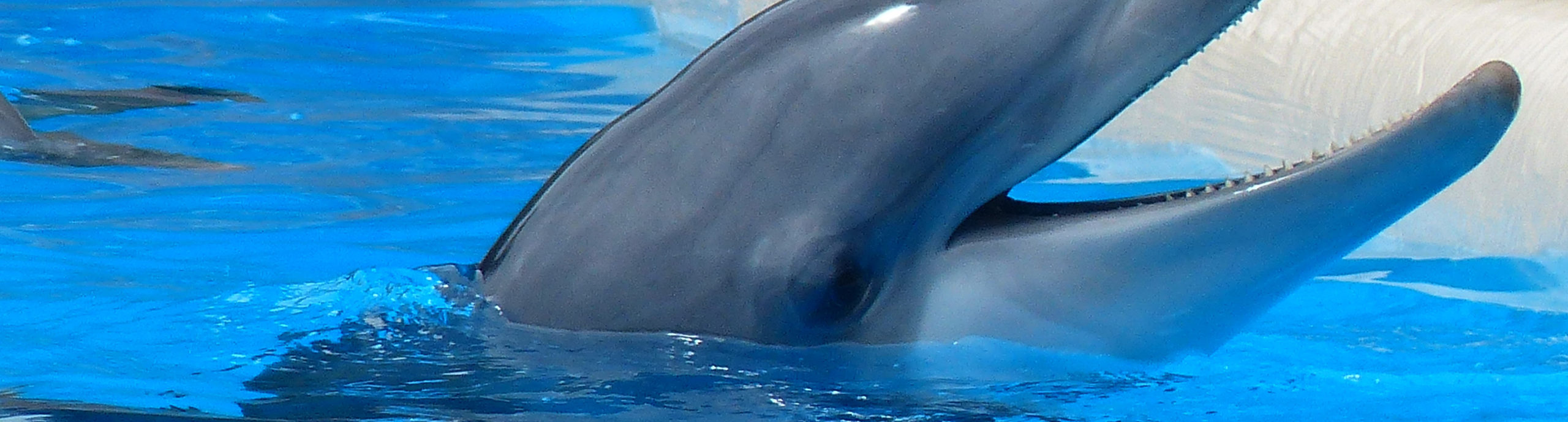 Visit Sea World San Diego Theme Park | Lajolla.com