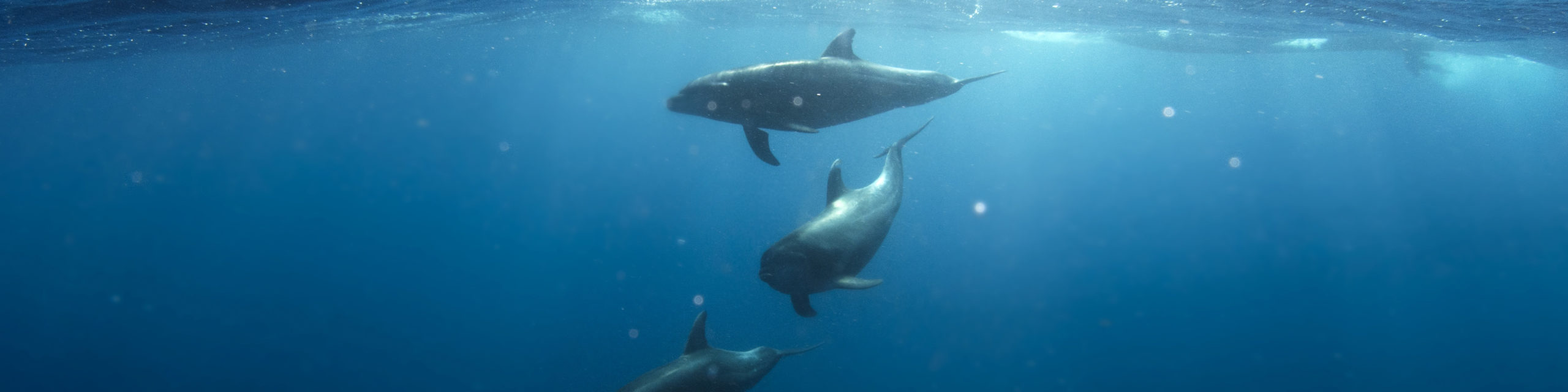 Where To Go For Dolphin Sightings in La Jolla | LaJolla.com