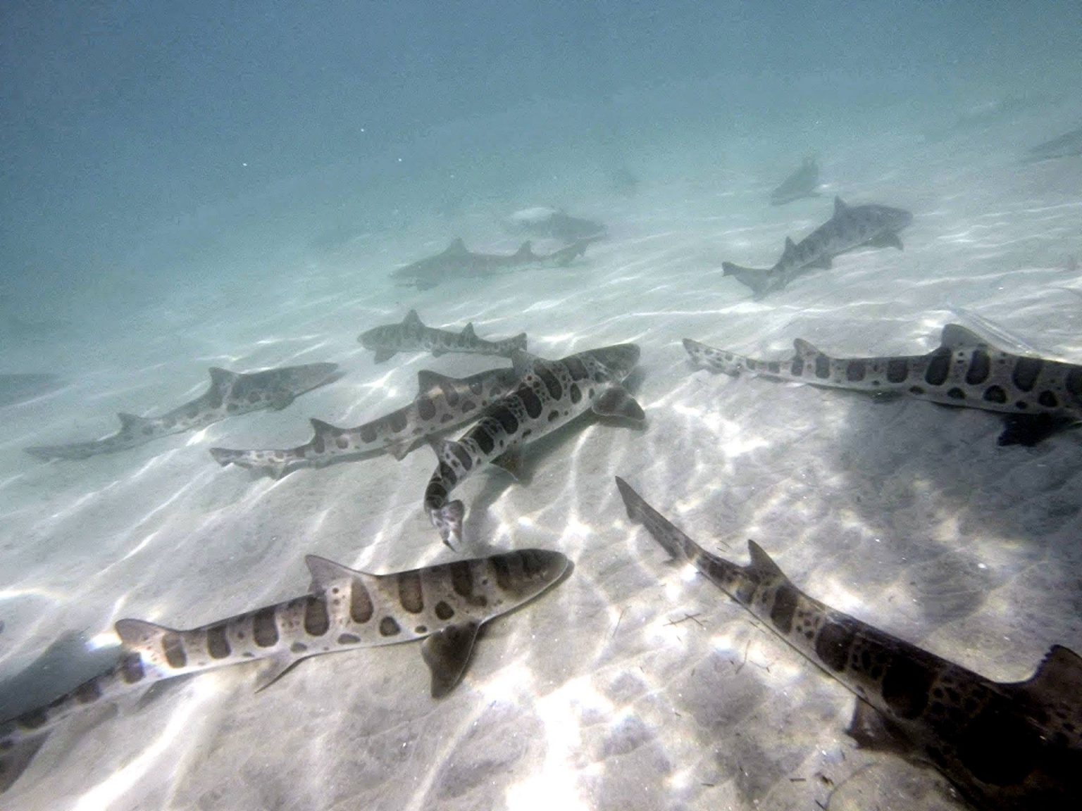 Leopard Sharks Visit The Shores of La Jolla | LaJolla.com