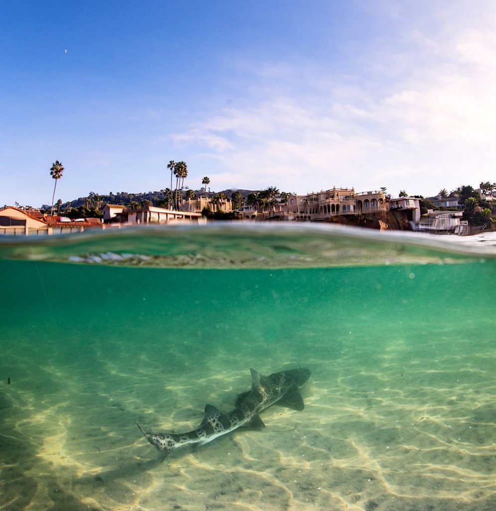 Why Snorkeling in La Jolla Should Be at the Top of Your Bucket List