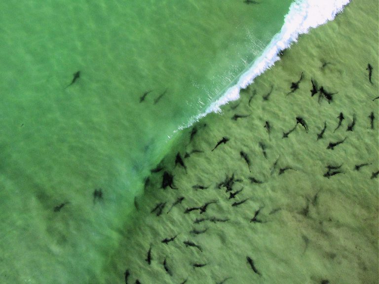 Leopard Shark 101 | LaJolla.com