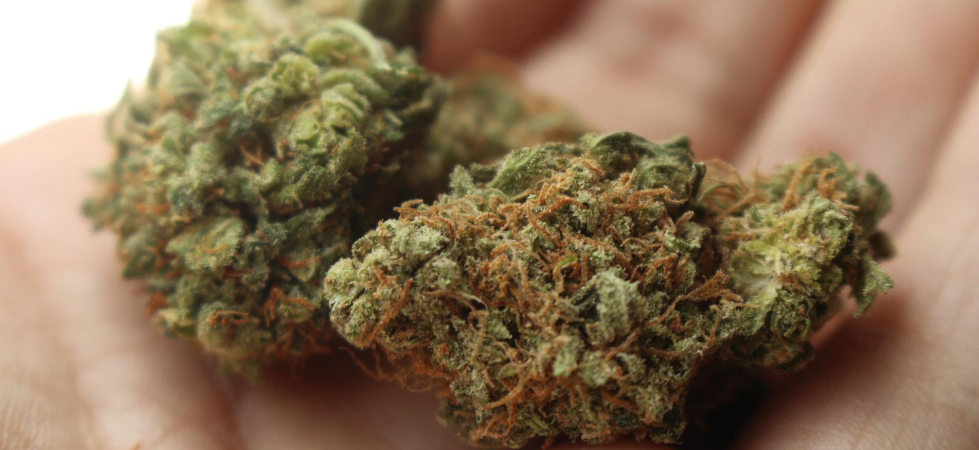 Cannabis Dispensary Red Deer Kush Cannabis Kush Klub Cannabis Shop