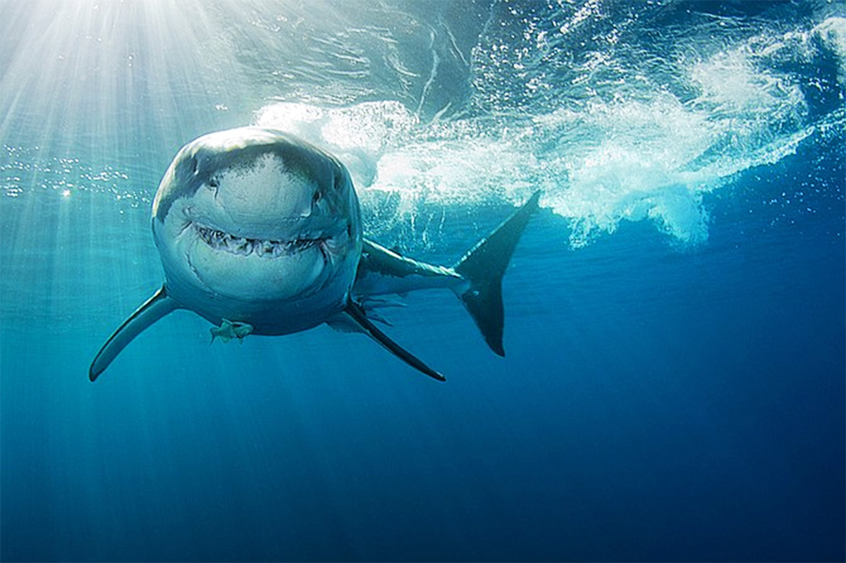 The Great White Sharks of San Diego: Learning About the Ocean's Predators | LaJolla.com