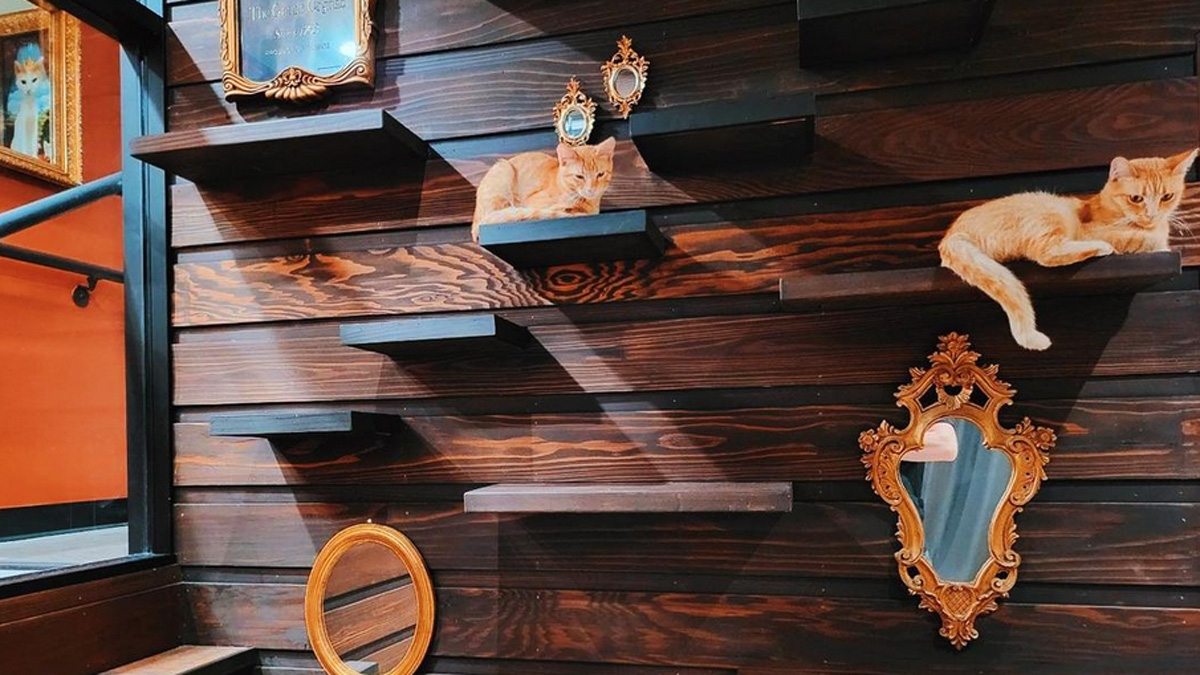 The Countrys First Cat Lounge With A Full Cocktail And Bar Bites Menu