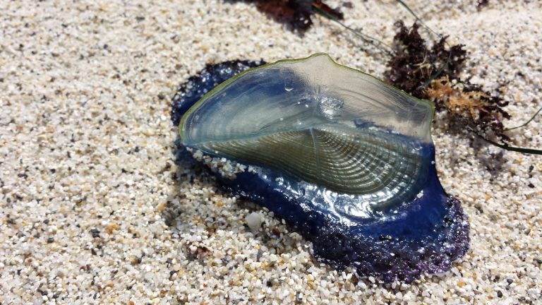 Blue Sea Creatures Washing Ashore in La Jolla? Here's What Those Weird ...