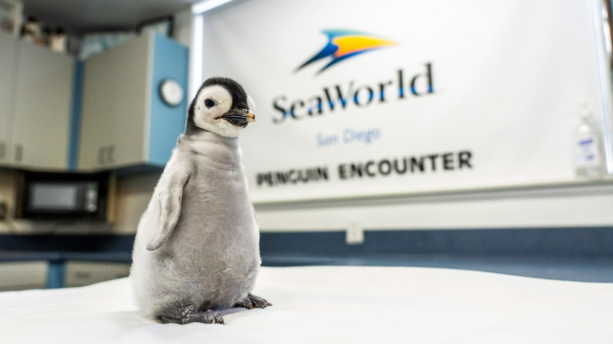 Emperor Penguin Chick Born at SeaWorld for First Time in More Than a ...
