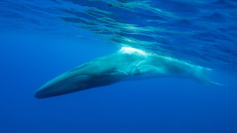 Dead Whale Washes Up On San Diego Beach - LaJolla.com