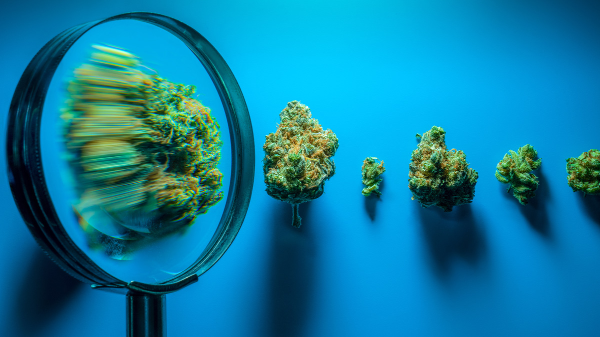 5 Most Popular Cannabis Strains in San Diego, CA | LaJolla.com