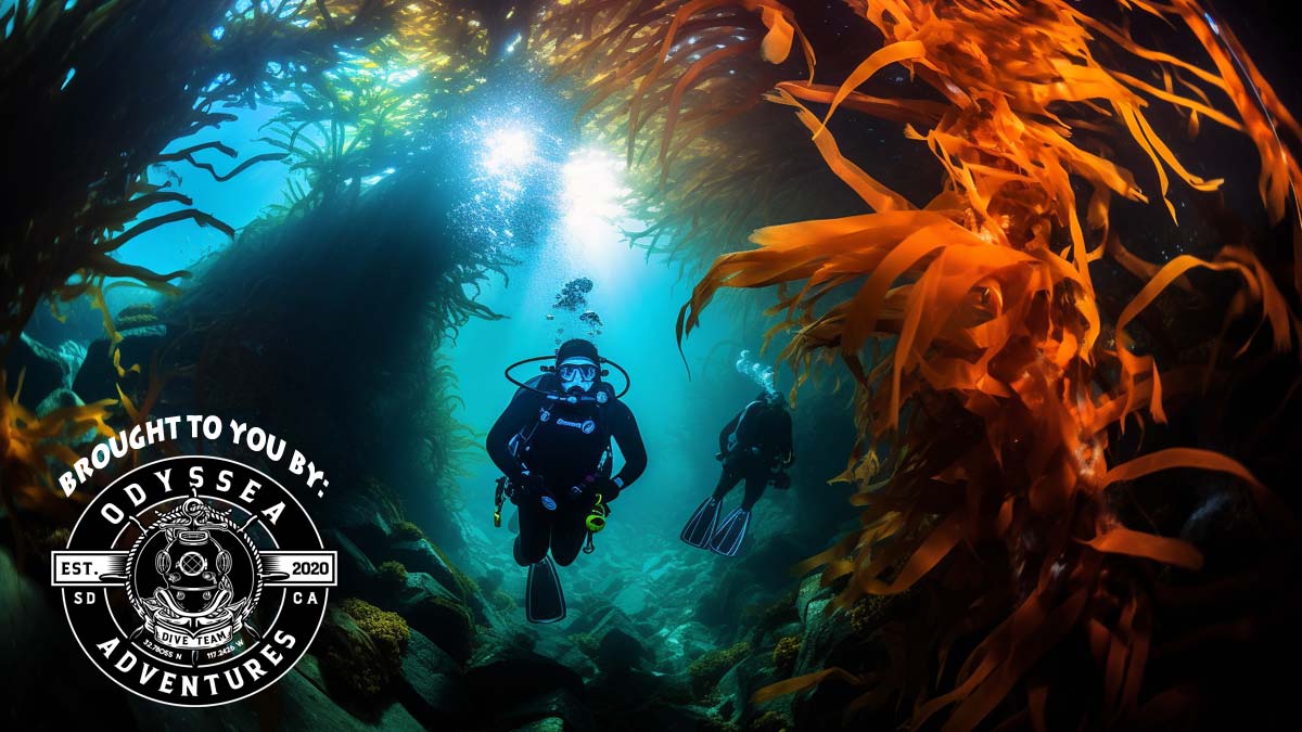 Scuba Charter To Catalina Island: Your Complete Guide | LaJolla.com