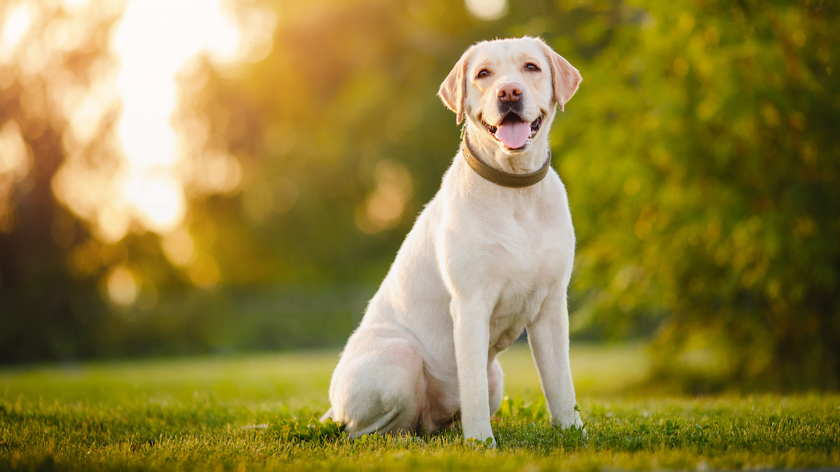 Animal Liability Coverage: What to Know for Home and Business Owners ...