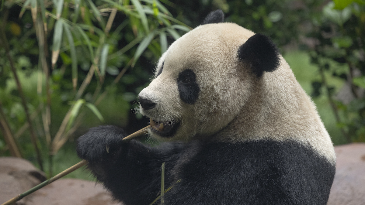San Diego Zoo Sets Official Panda Debut Date This Summer - LaJolla.com