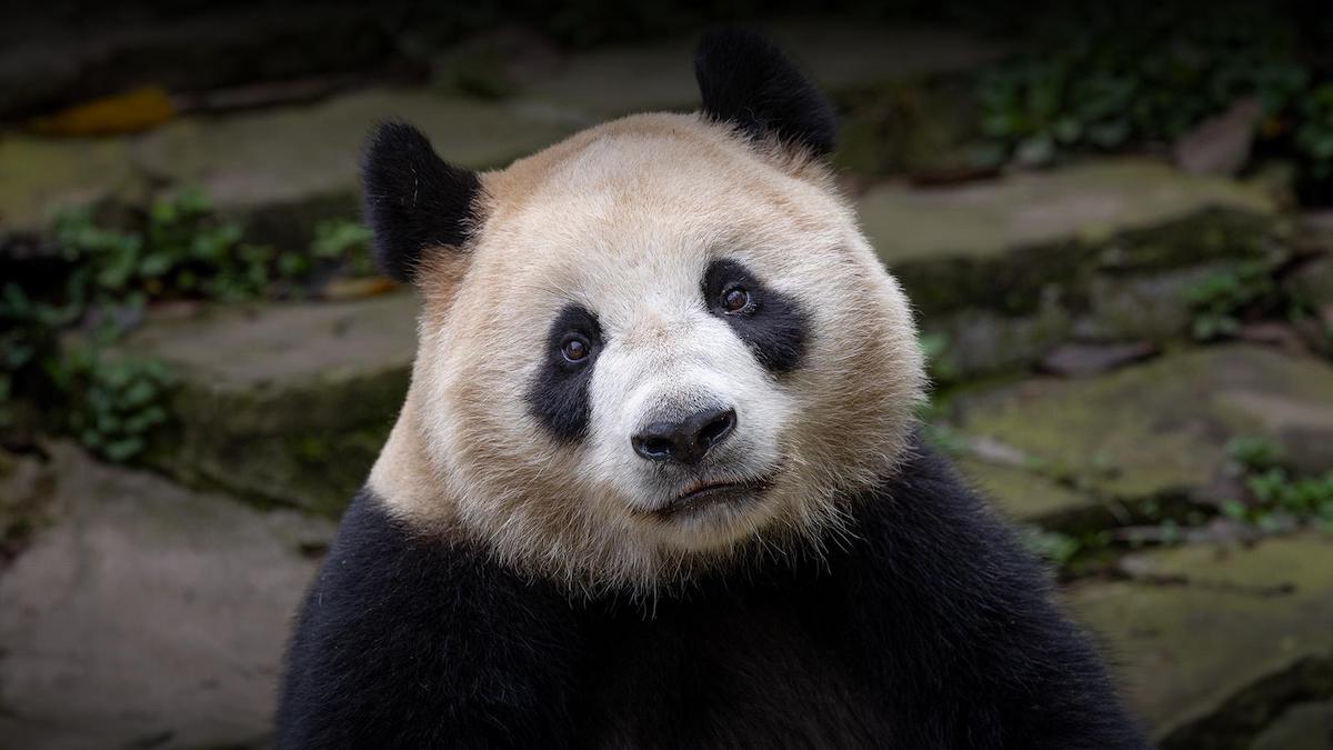 Pandas Officially Debut at San Diego Zoo Panda Ridge Exhibit - LaJolla.com
